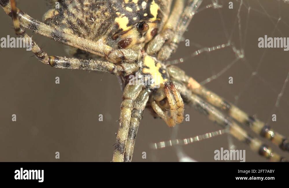 Insect Spider Argiope lobata sitting on web 4k Stock Video Footage - Alamy