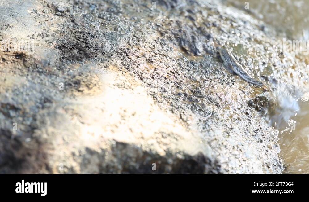 Mudskipper or amphibious fish Stock Videos & Footage - HD and 4K Video ...