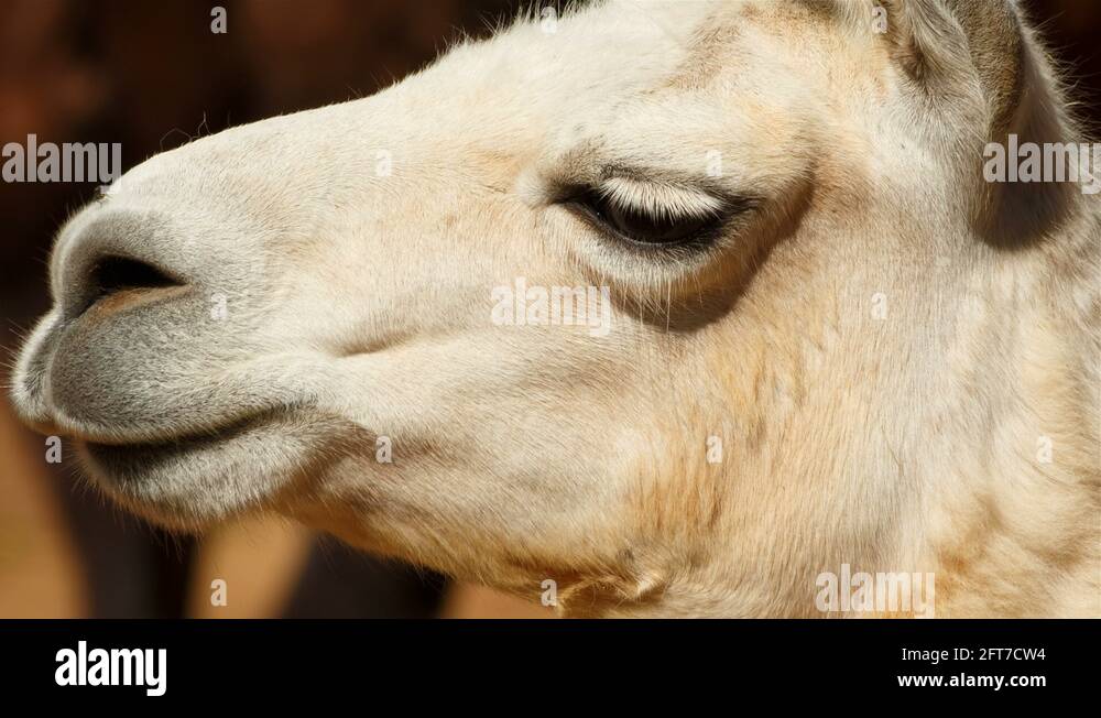 Dromedary camel profile Stock Videos & Footage - HD and 4K Video Clips ...