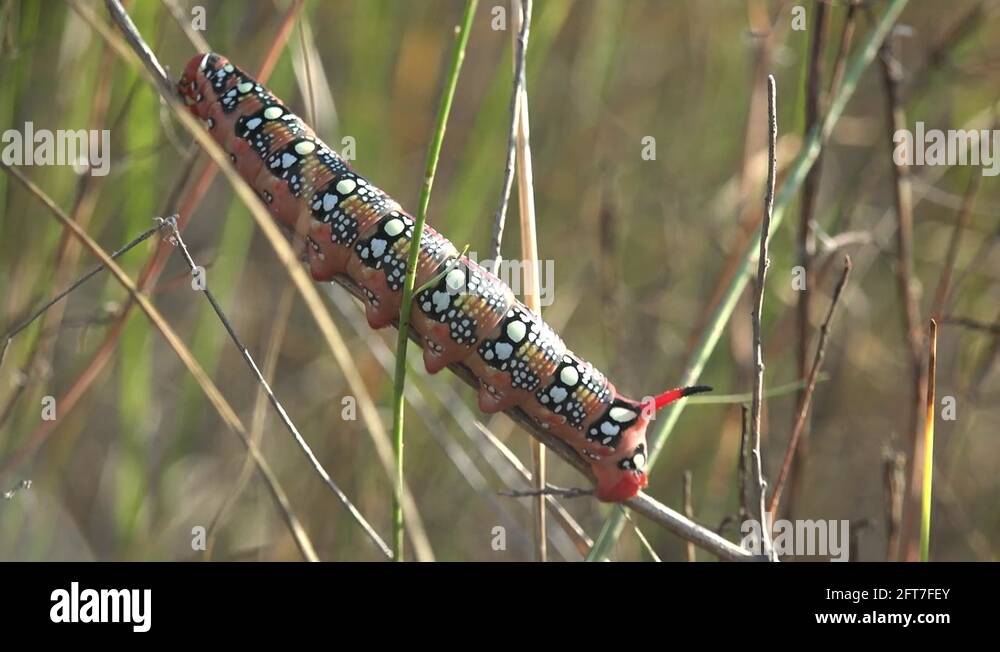 Larva caterpillar Hyles euphorbiae spurge hawk-moth of family ...