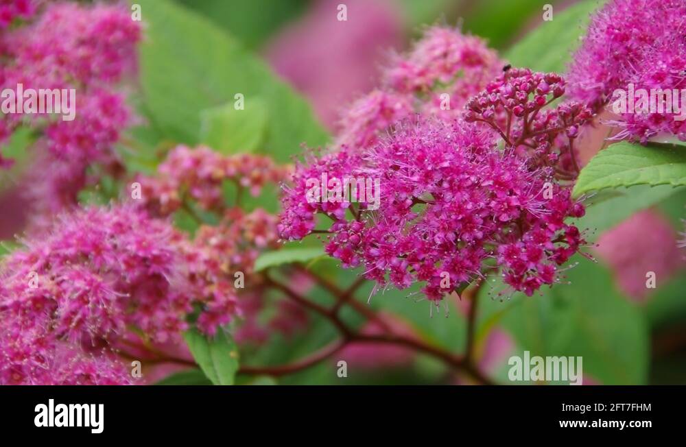 Spirea plant Stock Videos & Footage - HD and 4K Video Clips - Alamy
