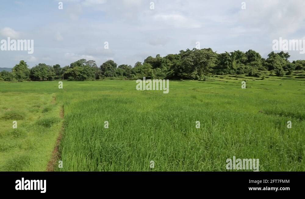 Paddy field goa Stock Videos & Footage - HD and 4K Video Clips - Alamy