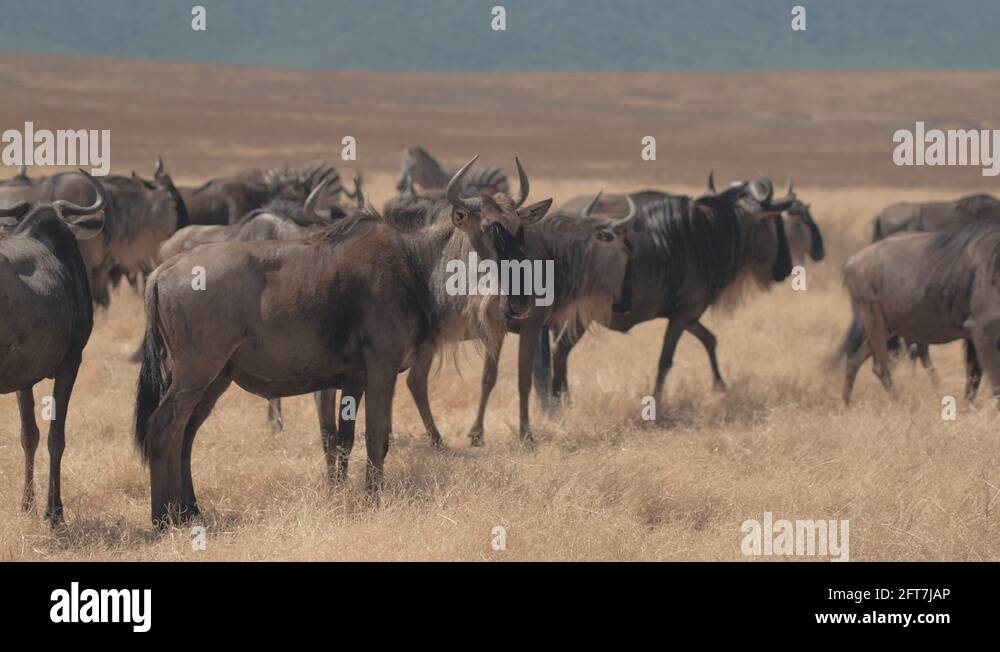 Migration journey Stock Videos & Footage - HD and 4K Video Clips - Alamy