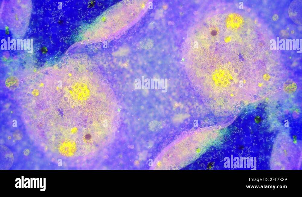 Microscopic View of Ink in Water Stock Video Footage - Alamy