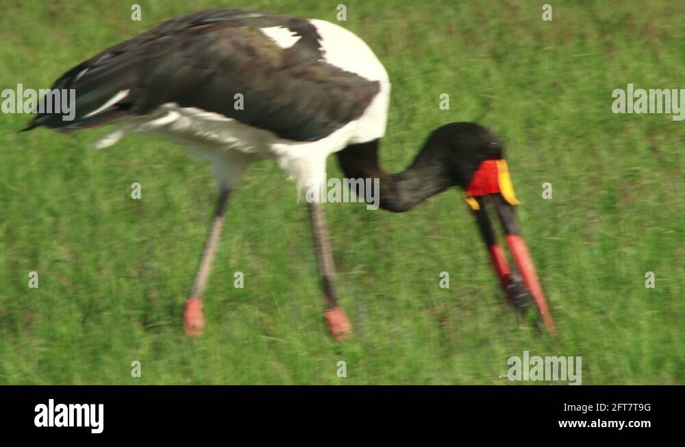 Bill catching Stock Videos & Footage - HD and 4K Video Clips - Alamy