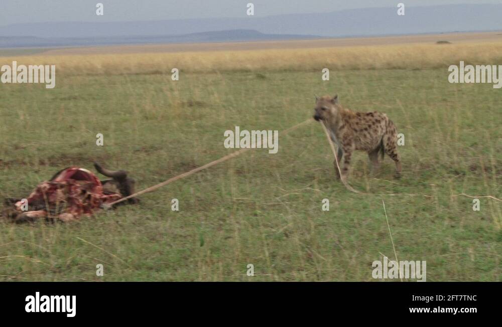 hyena pulling out intestines from the stomach of a wildebeest Stock ...