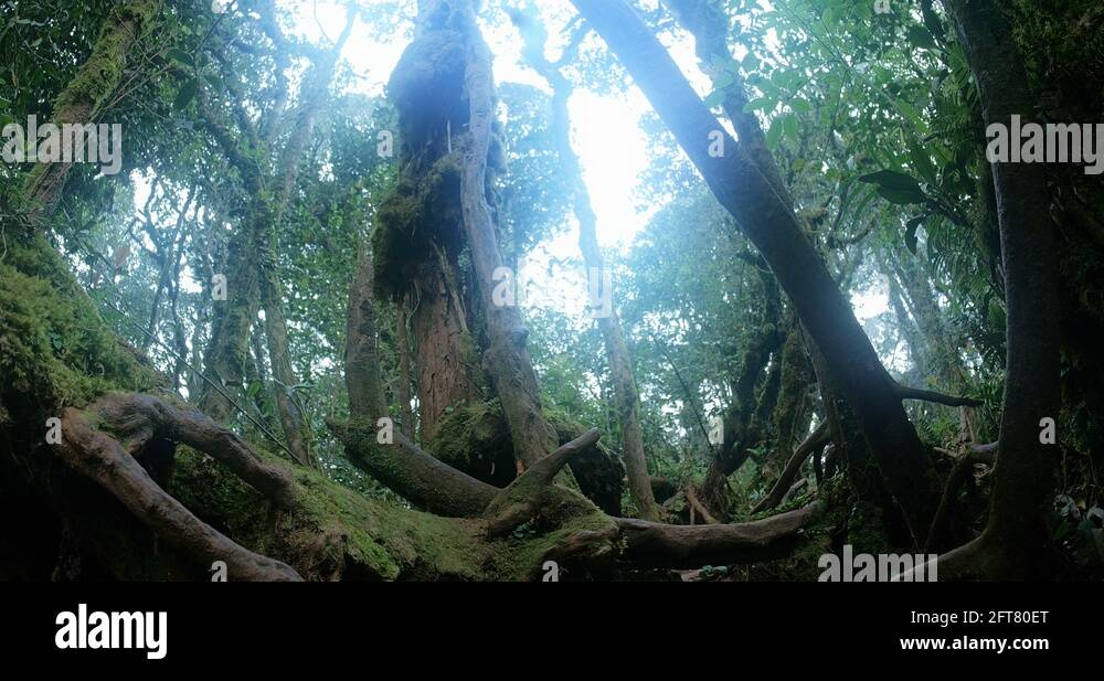Bent old trees Stock Videos & Footage - HD and 4K Video Clips - Alamy