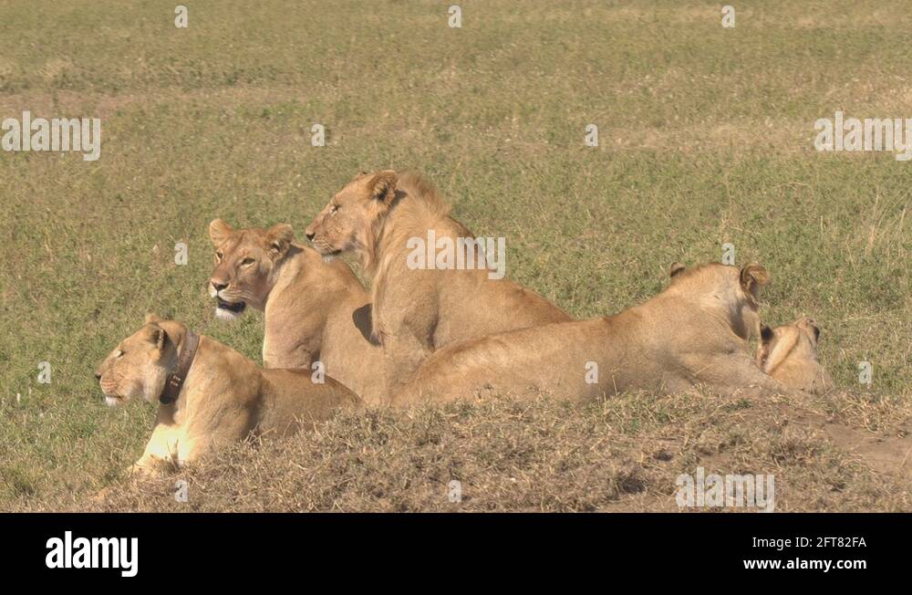 Portrait beautiful african lion in Stock Videos & Footage - HD and 4K ...