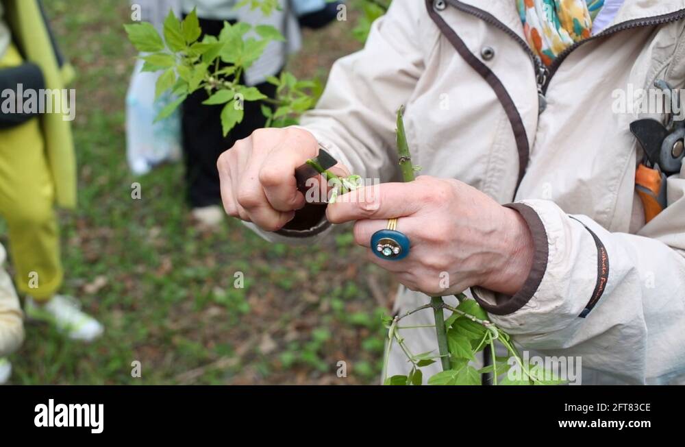 Grafting wood Stock Videos & Footage - HD and 4K Video Clips - Alamy