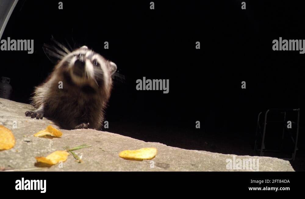 Raccoons eating Stock Videos & Footage - HD and 4K Video Clips - Alamy