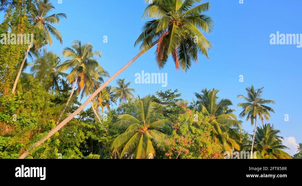 Palm trees landscape with clear sky Stock Videos & Footage - HD and 4K ...