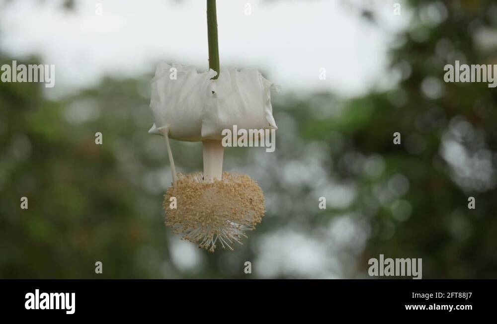 Baobab tree flower Stock Videos & Footage - HD and 4K Video Clips - Alamy