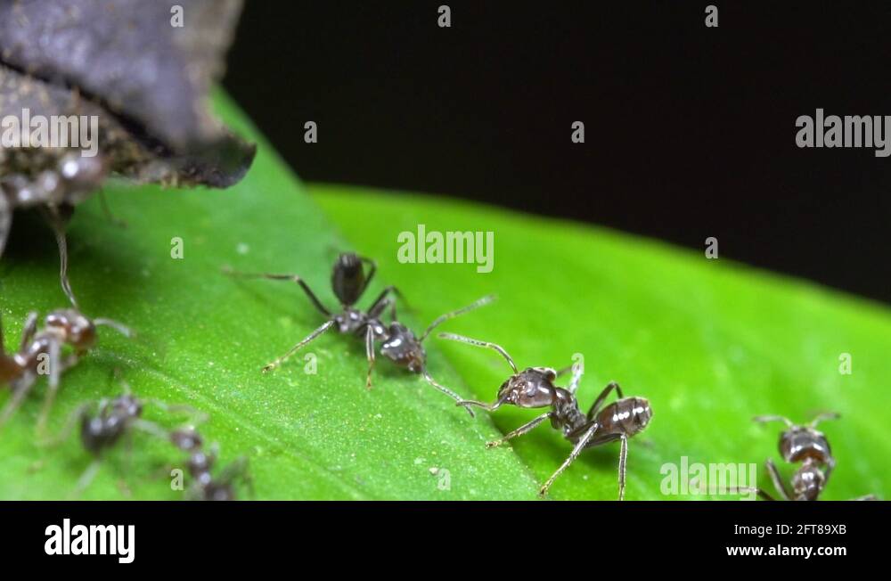 Ant tug of war. Slow motion of a swarm of Azteca Ants Stock Video ...