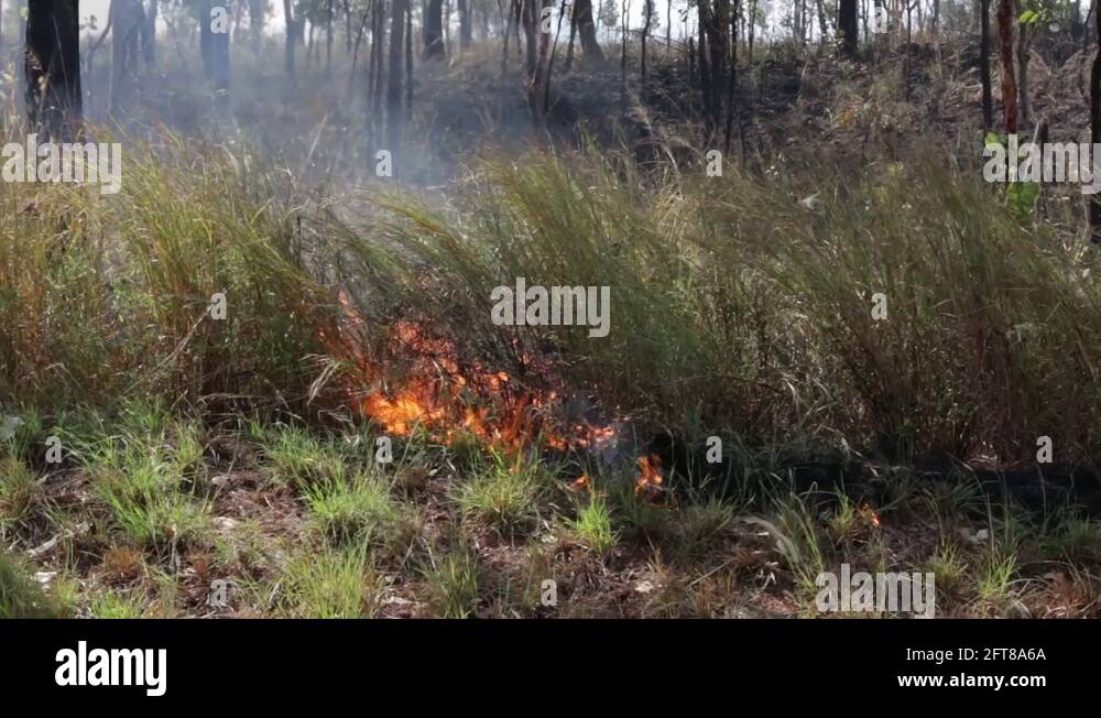 Bush fire at kakadu Stock Videos & Footage - HD and 4K Video Clips - Alamy