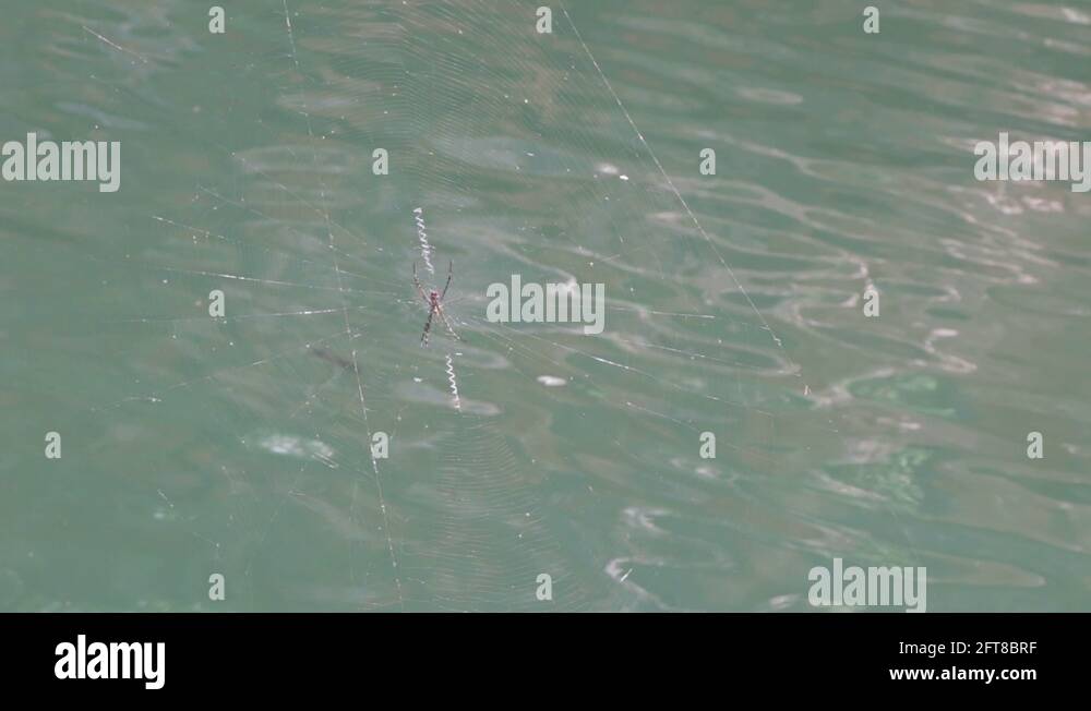 Spider pool Stock Videos & Footage - HD and 4K Video Clips - Alamy