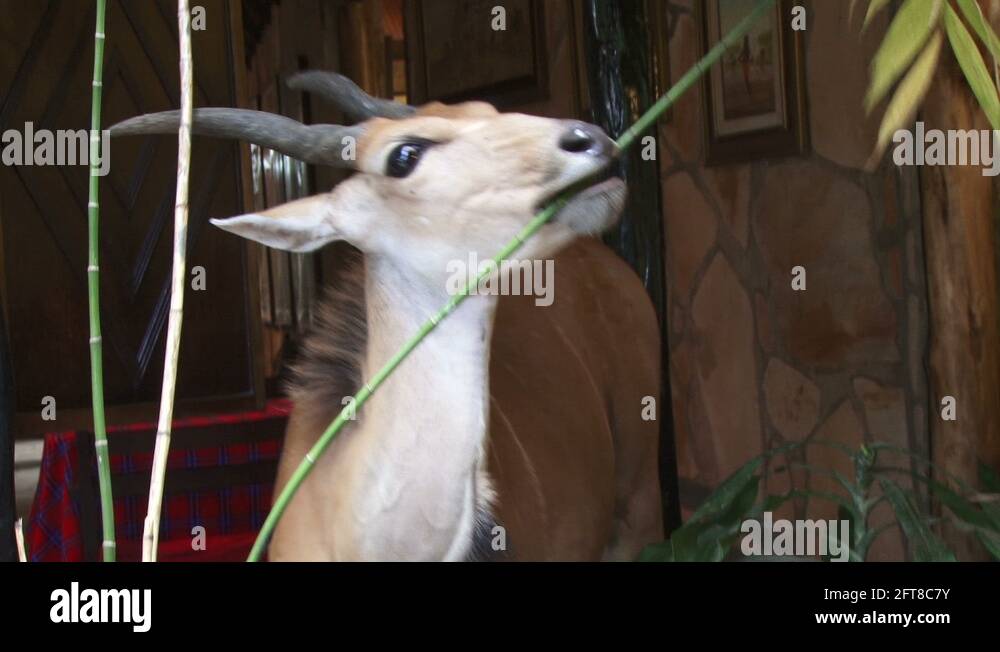 Eland in wildlife park Stock Videos & Footage - HD and 4K Video Clips ...