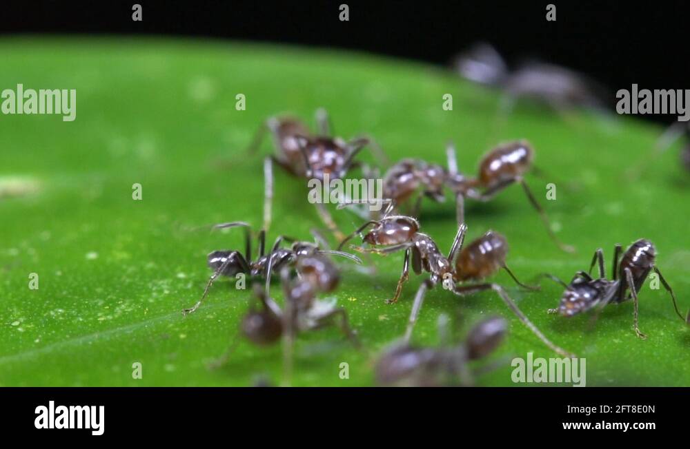 Ant tug of war. Slow motion of a swarm of Azteca Ants Stock Video ...