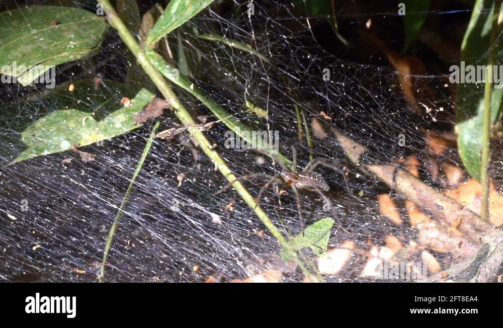 Wolf spider web Stock Videos & Footage - HD and 4K Video Clips - Alamy