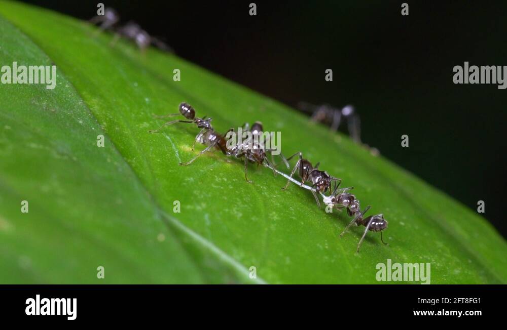 Ant tug of war. Slow motion of a swarm of Azteca Ants Stock Video ...