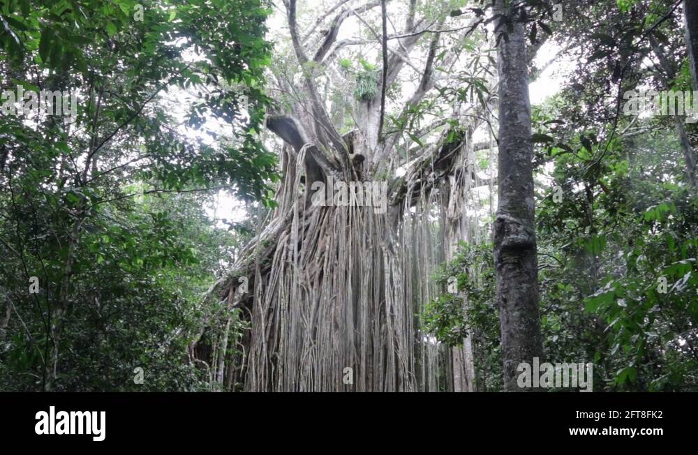 Huge Curtain Fig Tree Of Cairns Highlands Stock Video Footage Alamy