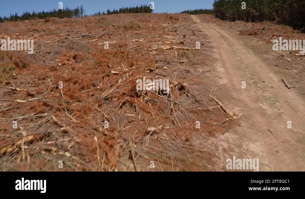 Clear felling logging Stock Videos & Footage - HD and 4K Video Clips ...