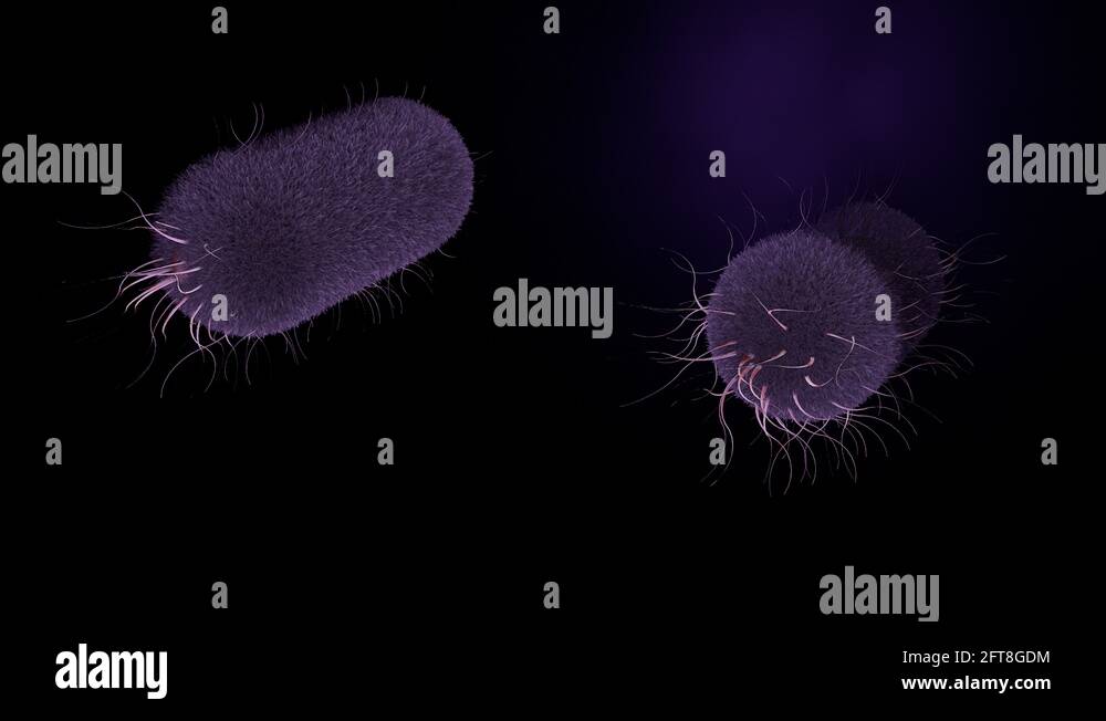 Salmonella typhi bacteria Stock Videos & Footage - HD and 4K Video ...