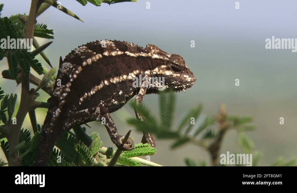 Foot of chameleon Stock Videos & Footage - HD and 4K Video Clips - Alamy