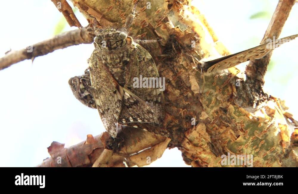 Butterfly cicadas Stock Videos & Footage - HD and 4K Video Clips - Alamy