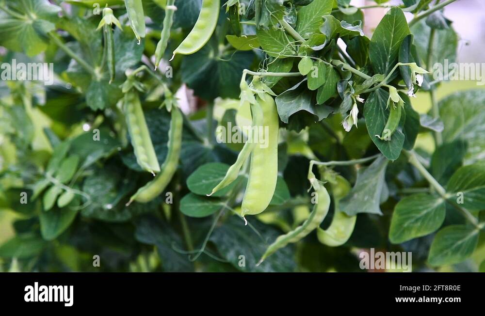 Edible pods Stock Videos & Footage - HD and 4K Video Clips - Alamy