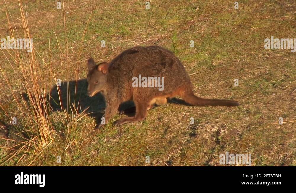 Scratch his nose Stock Videos & Footage - HD and 4K Video Clips - Alamy