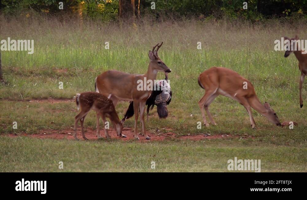 Buck and fawn Stock Videos & Footage - HD and 4K Video Clips - Alamy