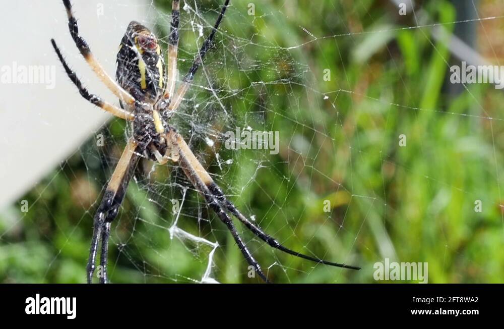 A signature spider Stock Videos & Footage - HD and 4K Video Clips - Alamy