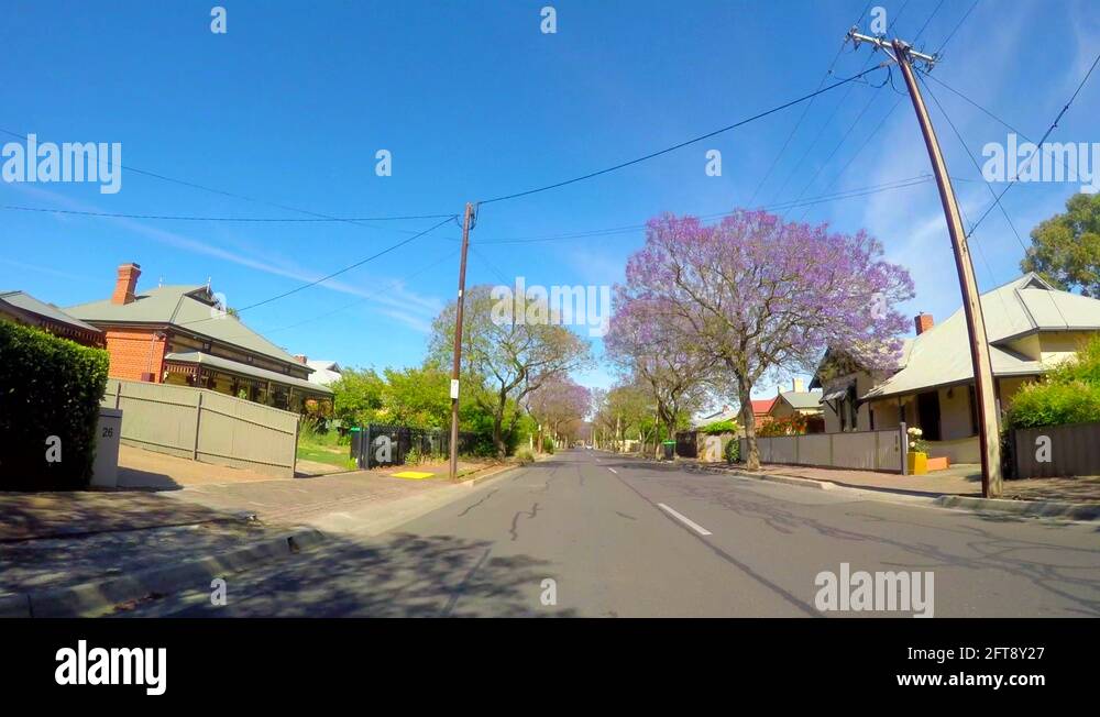 Jacaranda jacaranda mimosifolia Stock Videos & Footage - HD and 4K ...