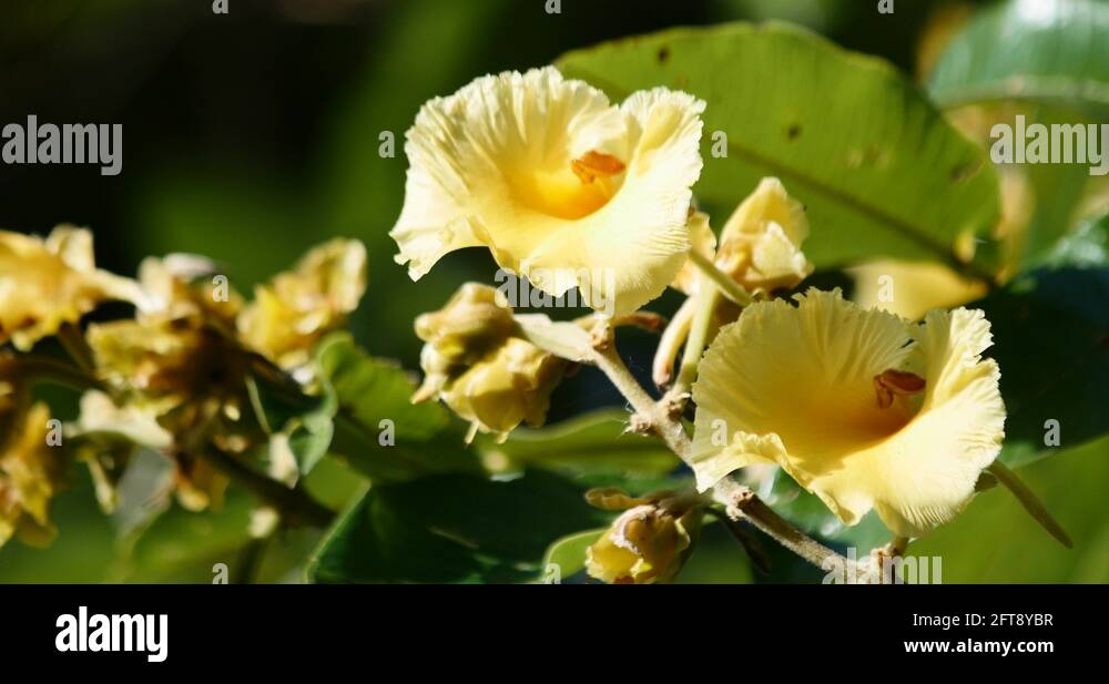 Cerrado flower Stock Videos & Footage - HD and 4K Video Clips - Alamy