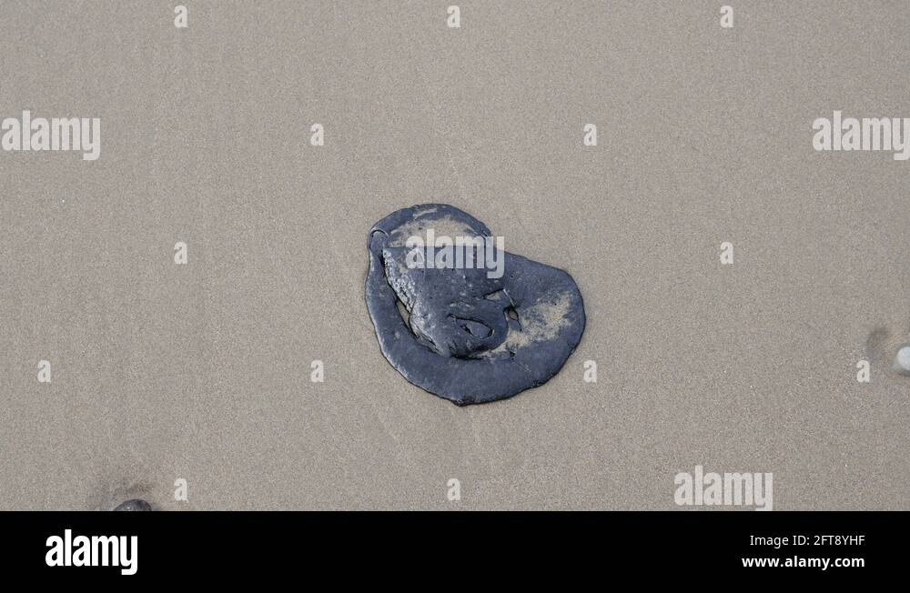 Tar Blob Beach Oil Spill Petroleum Tilt Up From Ocean 4k Stock Video ...