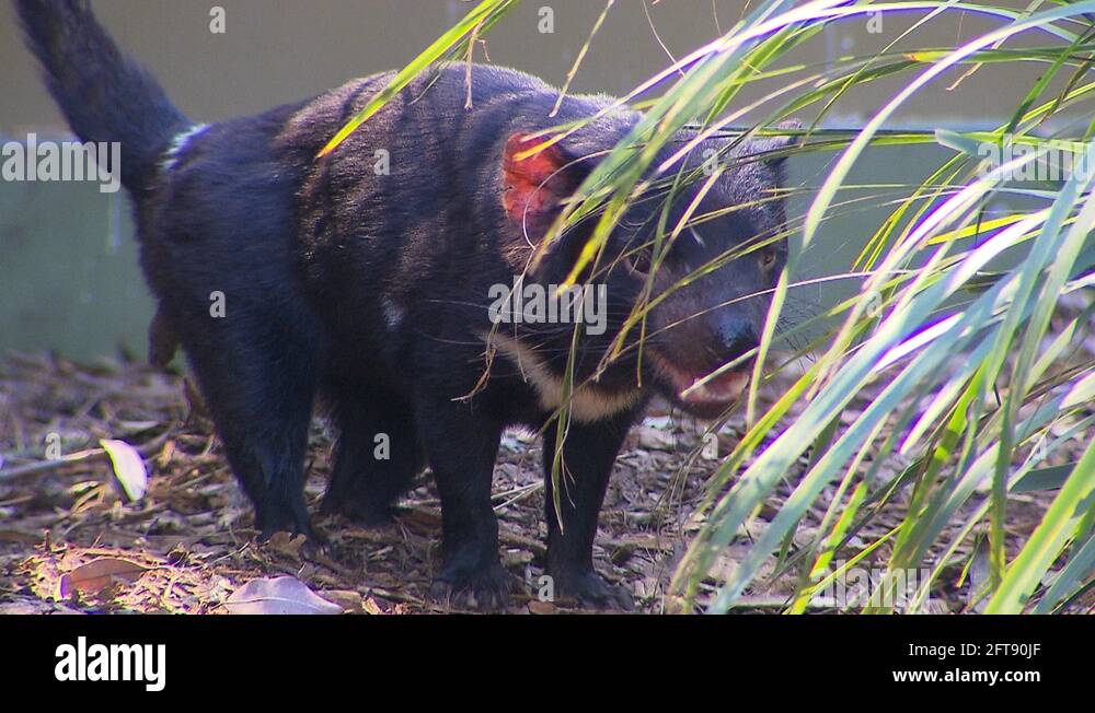 Endemic australian animals Stock Videos & Footage - HD and 4K Video ...
