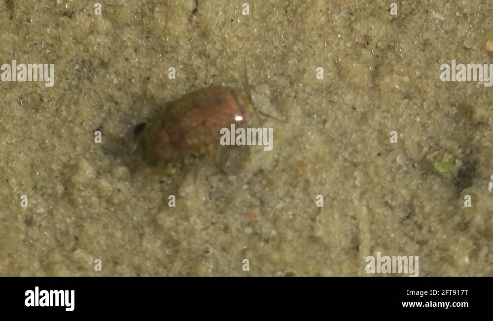 Thermosphaeroma is suborder of isopod crustaceans runs on marine sand ...