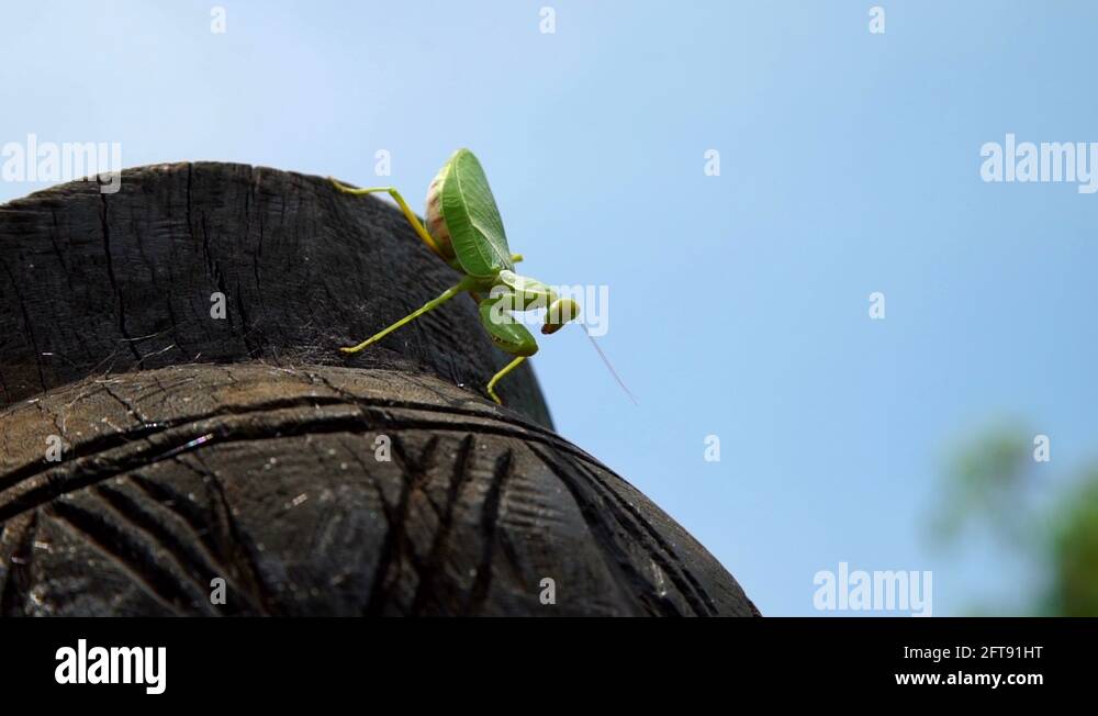 Beautiful green insect Stock Videos & Footage - HD and 4K Video Clips ...