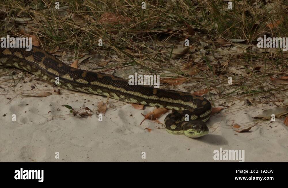 Australian tiger snake Stock Videos & Footage - HD and 4K Video Clips ...