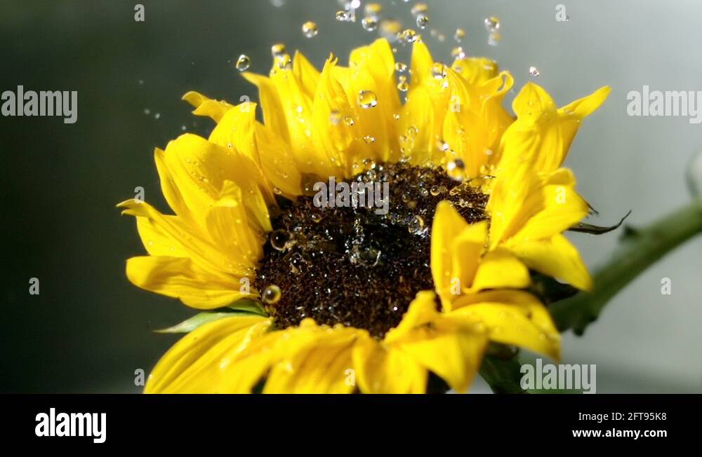 Super sunflower Stock Videos & Footage - HD and 4K Video Clips - Alamy