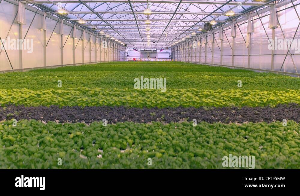 Greenhouse basil production Stock Videos & Footage - HD and 4K Video ...