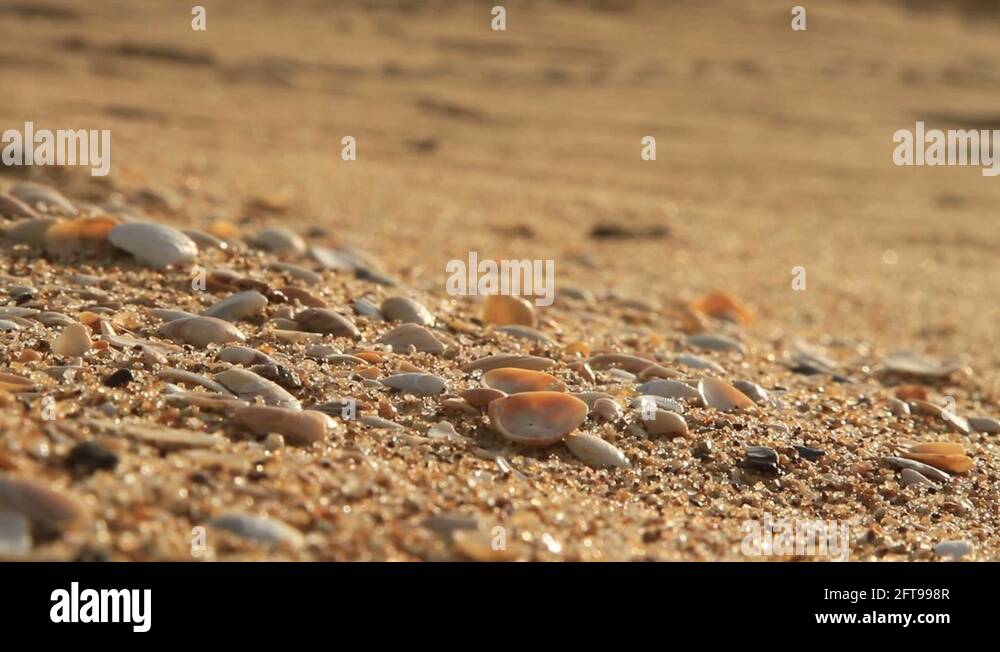 Multiple seashells Stock Videos & Footage - HD and 4K Video Clips - Alamy