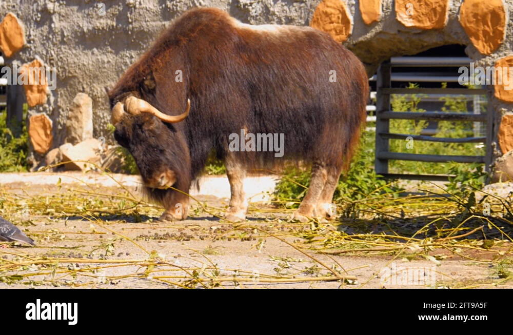 Ox pen Stock Videos & Footage - HD and 4K Video Clips - Alamy