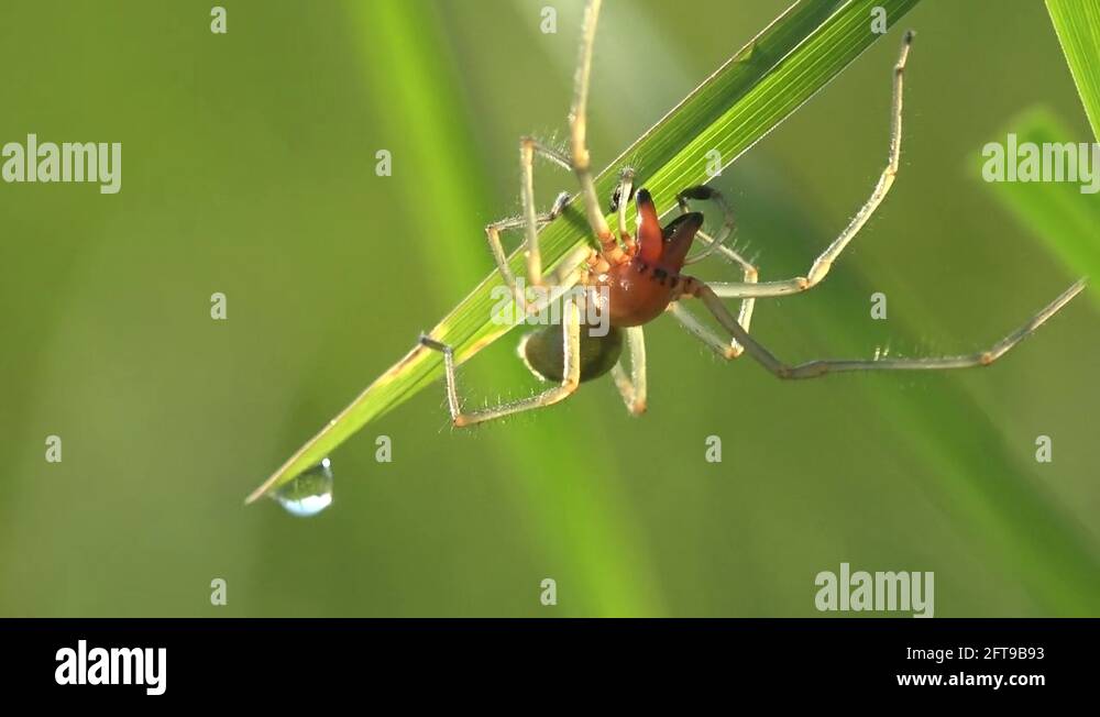 Insect Sac Yellow Spider Cheiracanthium mildei sitting on leaf with dew ...