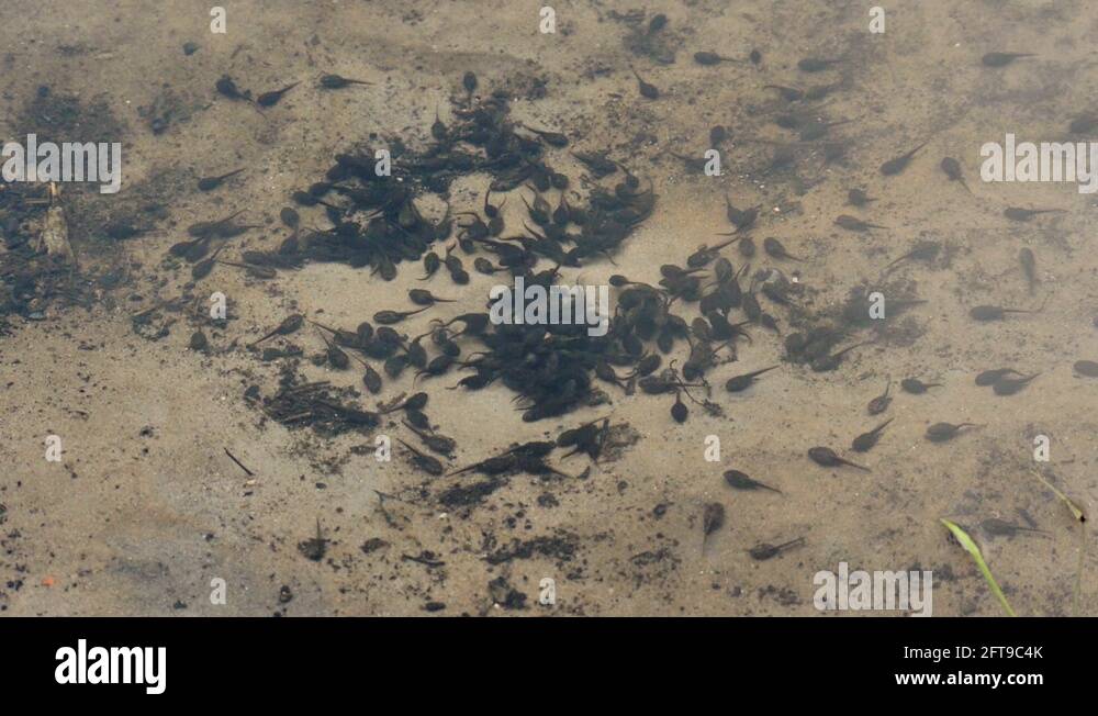 Very wide frog Stock Videos & Footage - HD and 4K Video Clips - Alamy