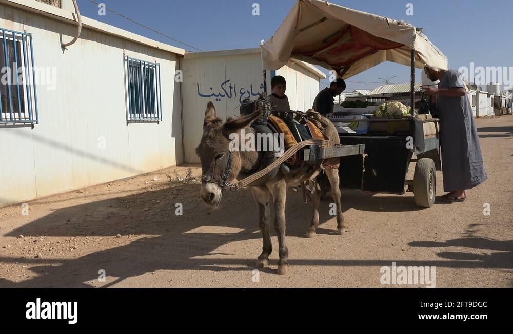 Donkey transport in war Stock Videos & Footage - HD and 4K Video Clips ...