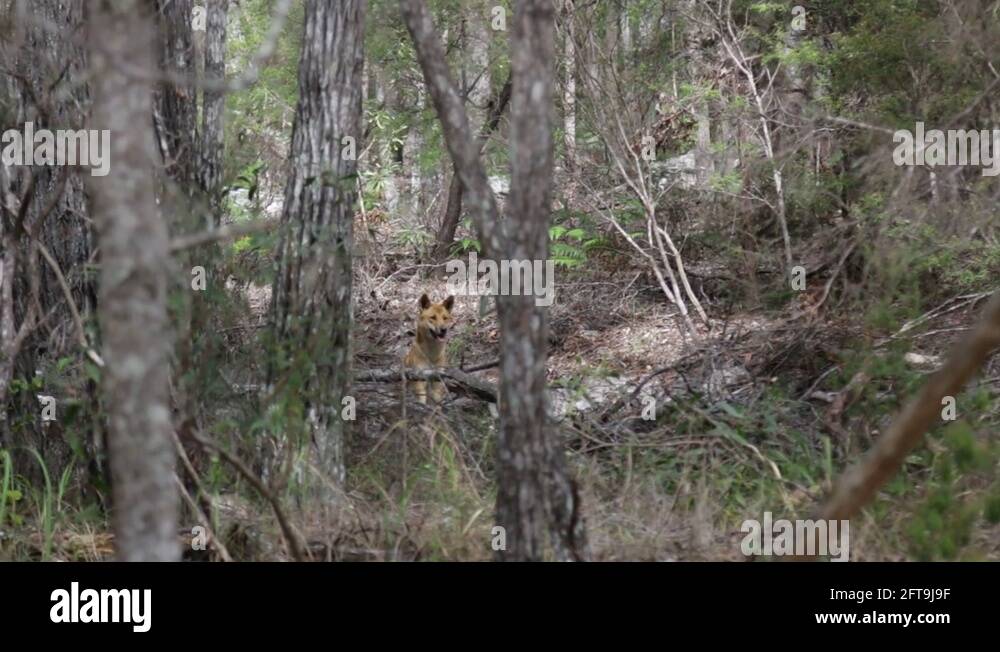 Dingo standing in the woods on Fraser Island Stock Video Footage - Alamy
