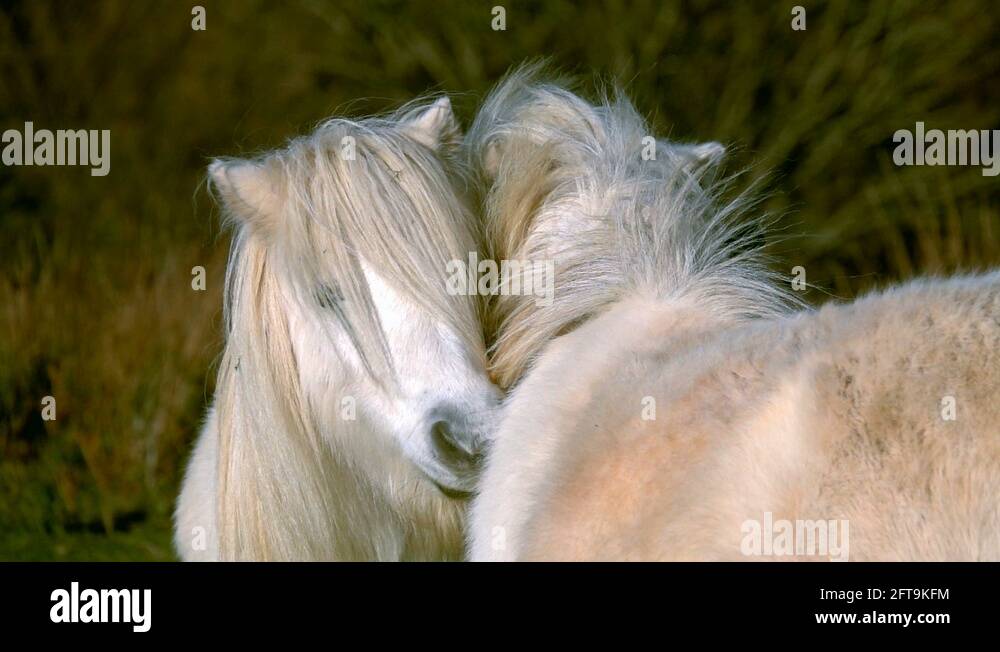 Duo animals Stock Videos & Footage - HD and 4K Video Clips - Alamy