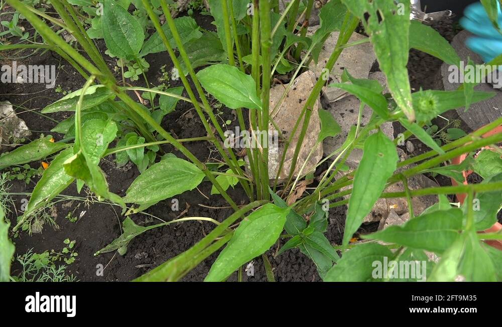 Humus garden Stock Videos & Footage - HD and 4K Video Clips - Alamy