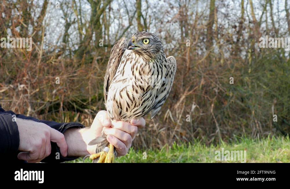 Releasing bird into wild Stock Videos & Footage - HD and 4K Video Clips ...
